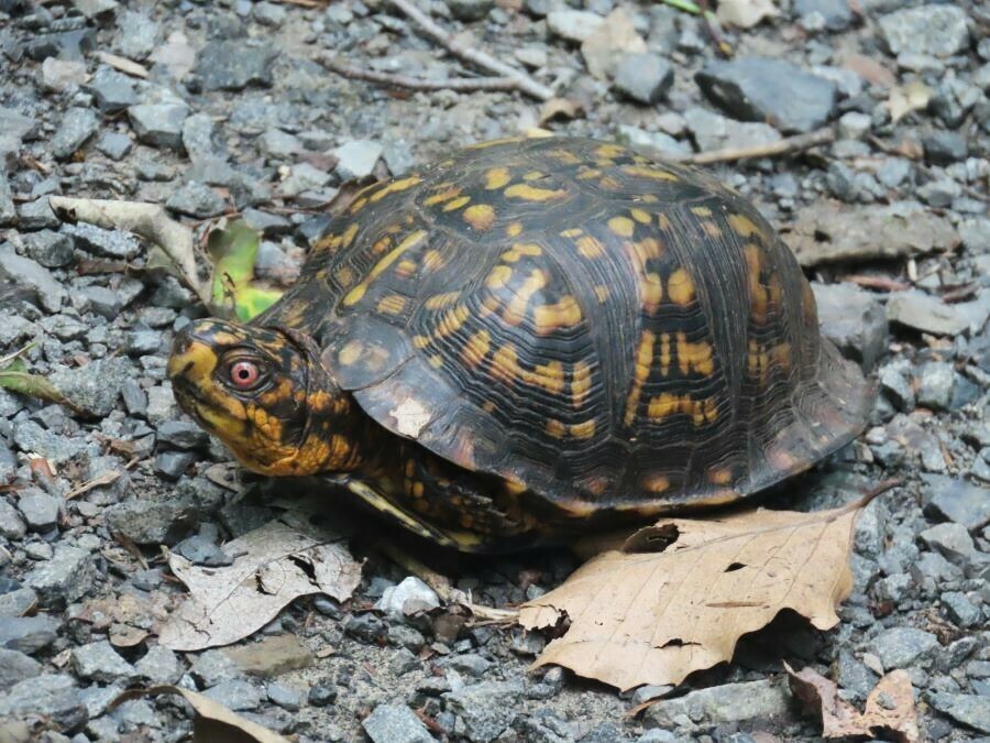 Common Box Turtle in August 2023 by pgwamsley · iNaturalist
