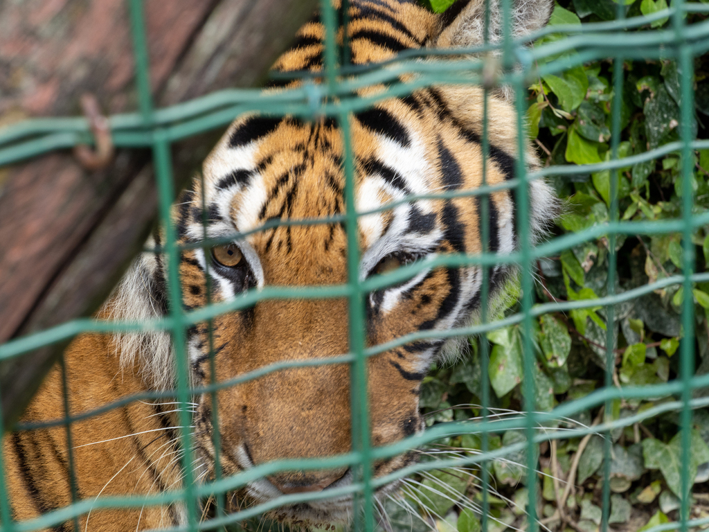 Tiger in August 2023 by David Gil. Visit to the Corax Fauna recovery ...