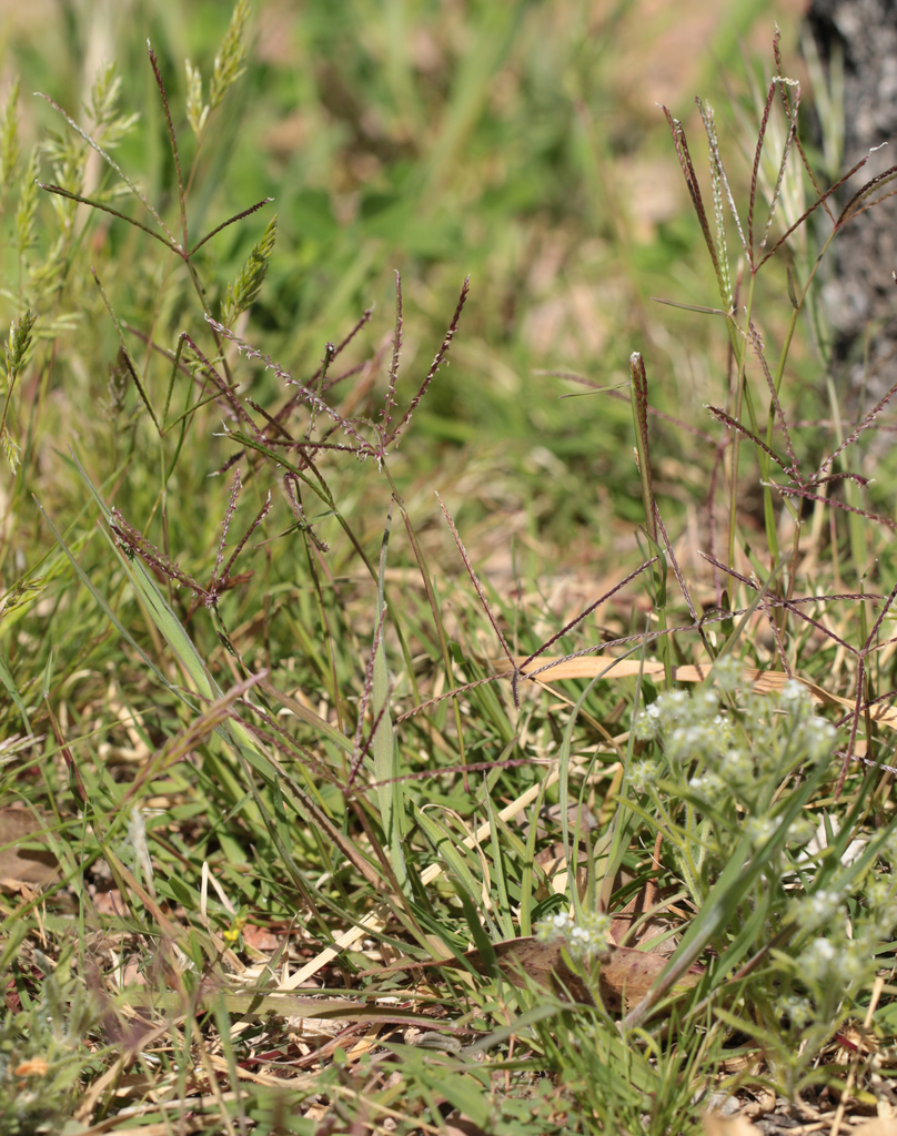 Bermuda Grass (Plants of Lake Mead National Recreation Area) · iNaturalist
