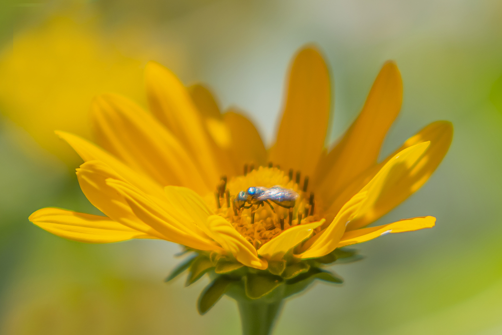 Sweat and Furrow bees from Jackson M Abbott Wetland Refuge, Fairfax VA ...