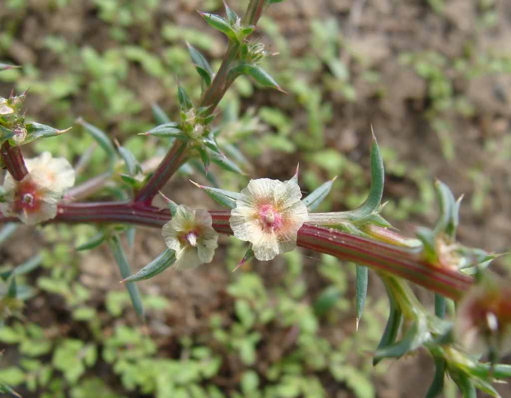 Russian thistle (Plants of Lake Mead National Recreation Area ...