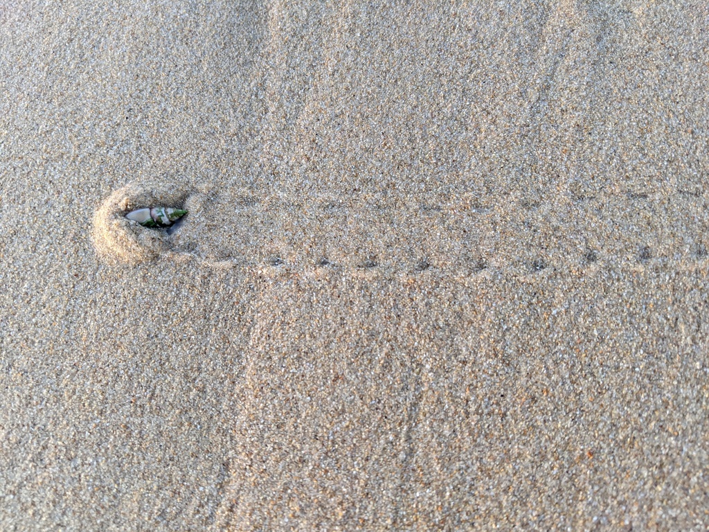 smooth plough shell from Bridgeton, Oudtshoorn, South Africa on January ...