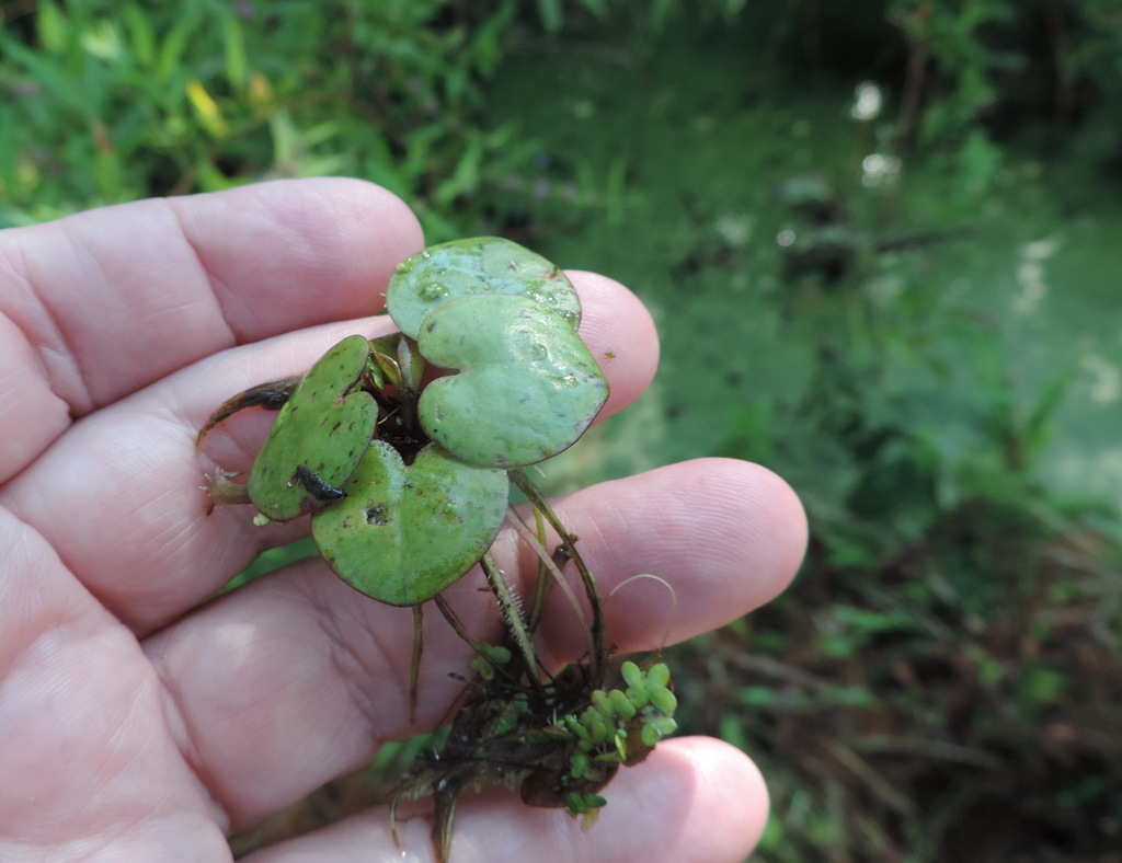 American frogbit in August 2023 by Robert Ferraro · iNaturalist