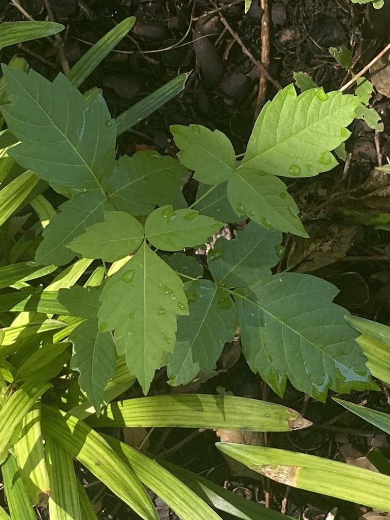 eastern poison ivy from Dallas Arboretum and Botanical Garden, Dallas ...