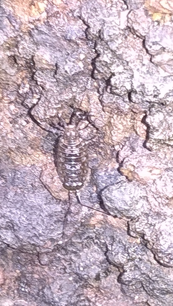 Italian Sea Slater from Madeira, Portugal on April 14, 2018 at 07:09 PM ...