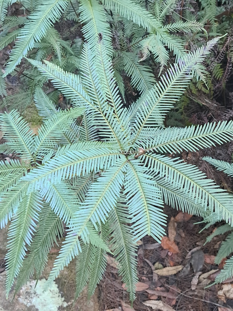 Shiny fan fern from Brooklyn NSW 2083, Australia on August 11, 2023 at ...