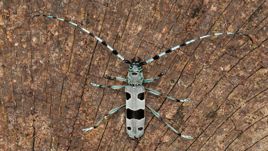 Alpine longhorn Rosalia from Mödling, Österreich on August 12, 2023 at ...