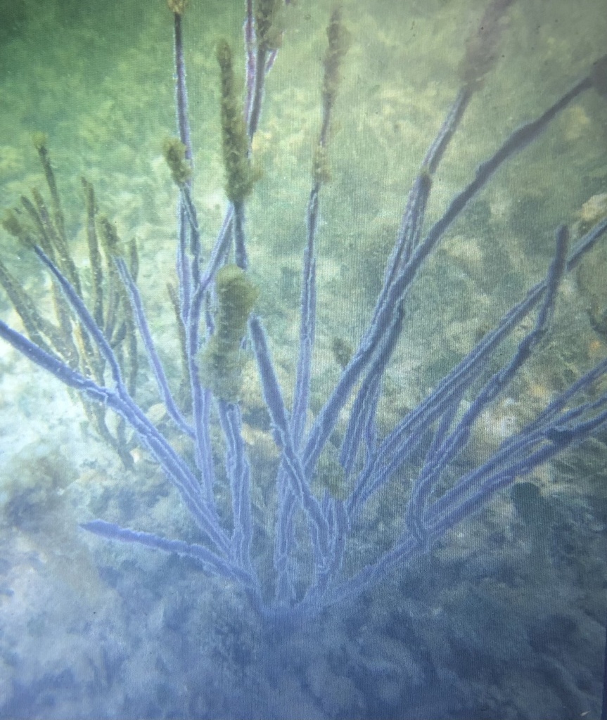Angular Sea Whip from Key Largo, Key Largo, FL, US on August 12, 2023 ...