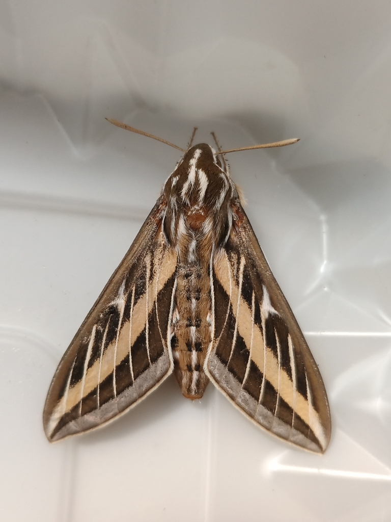 White-lined Sphinx from Alfa, Cd Juárez, Chih., México on March 31 ...