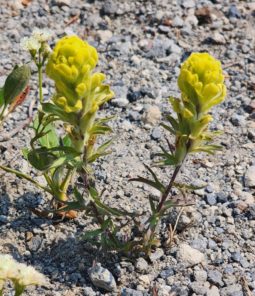 Cobwebby Paintbrush from Blue River, OR 97413, USA on August 9, 2023 at ...