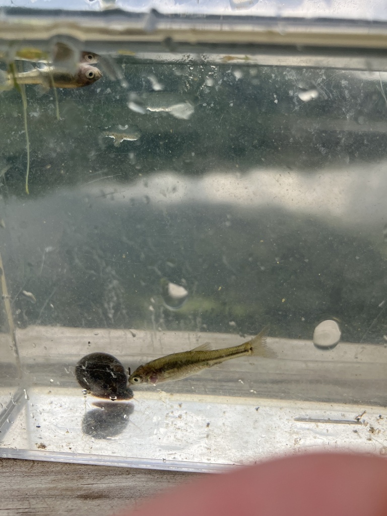 Fathead Minnow from Wood Lake Nature Center, Richfield, MN, US on ...