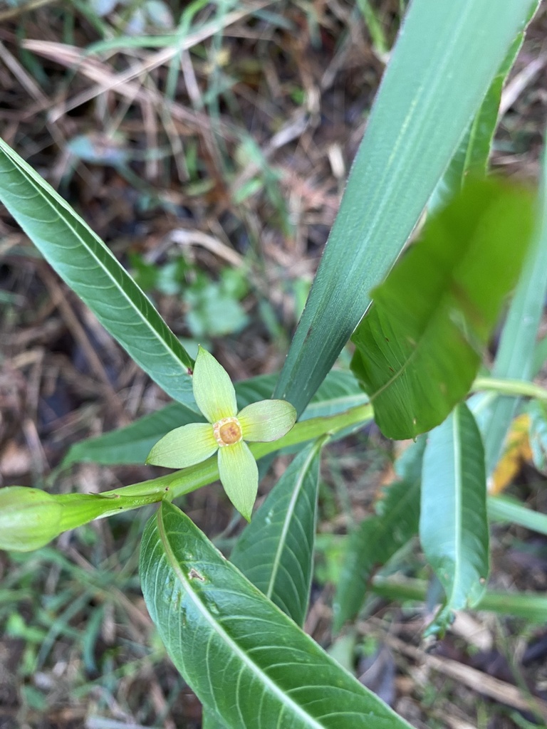 Longleaf Primrose-willow from Rua das Canoas, Imbituba, SC, BR on ...