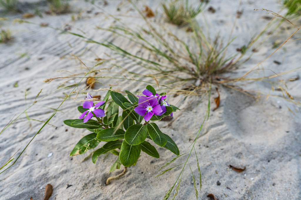 Madagascar Periwinkle from Belize District, Belize on June 17, 2023 at ...