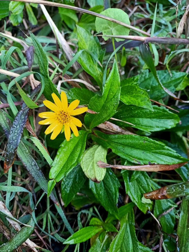 trailing daisy from Kings Beach QLD 4551, Australia on August 14, 2023 ...