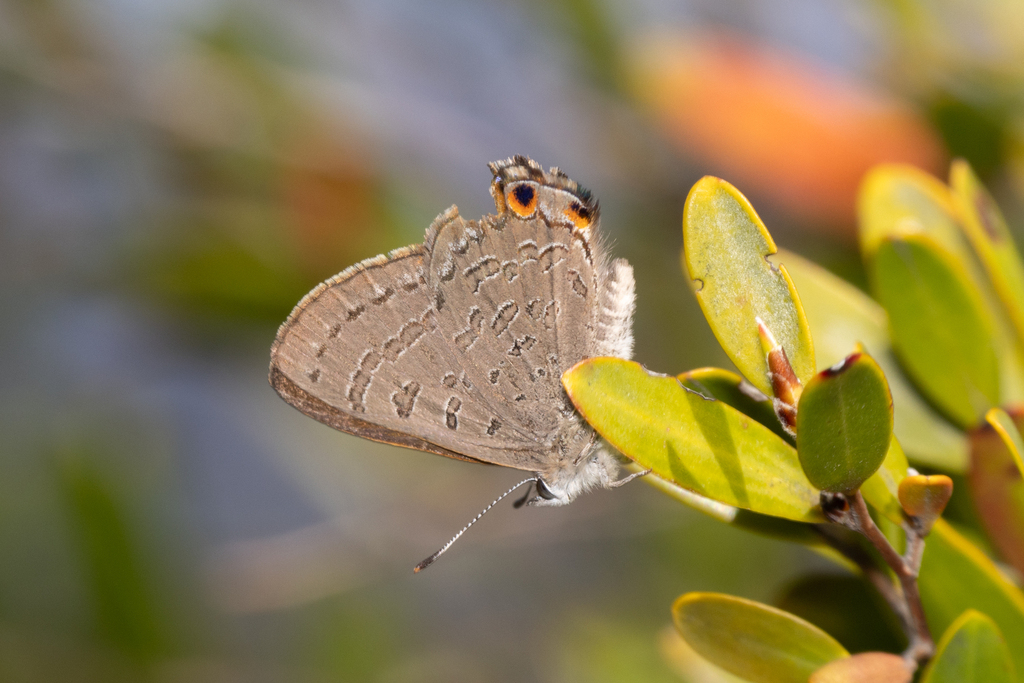 Copper Ant-blue from Mount Ngungun on August 13, 2023 at 12:57 PM by ...