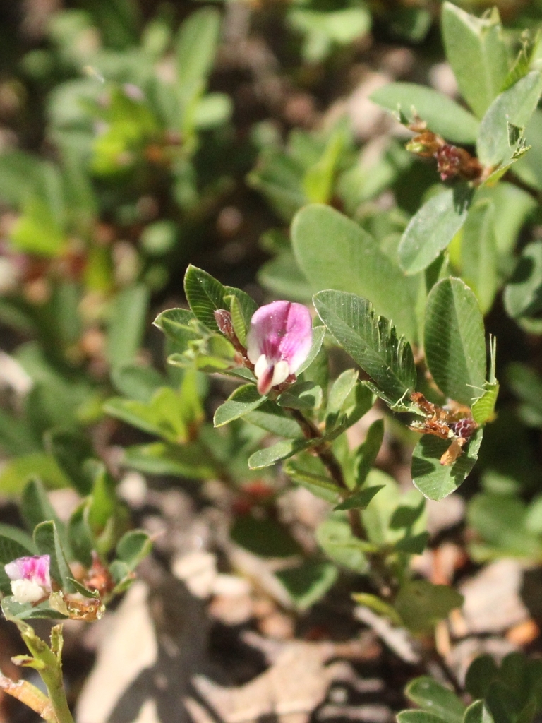Japanese Clover from Elgin, SC, USA on August 13, 2023 at 03:57 PM by ...