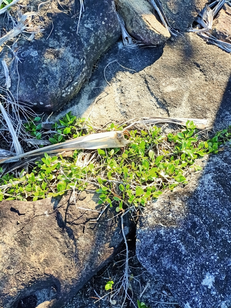 Ngaios from Kings Beach QLD 4551, Australia on August 14, 2023 at 08:21 ...