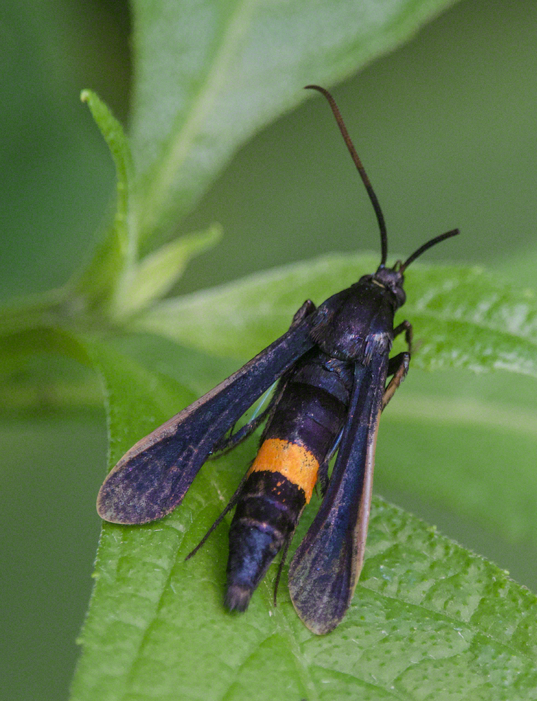 Peachtree Borer Moth from 4616 Powhatan State Park Rd, Powhatan, VA ...