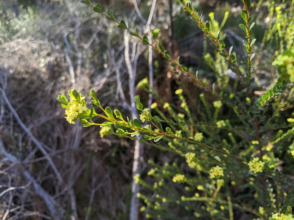 yellow rice-flower from Coles Bay TAS 7215, Australia on August 14 ...