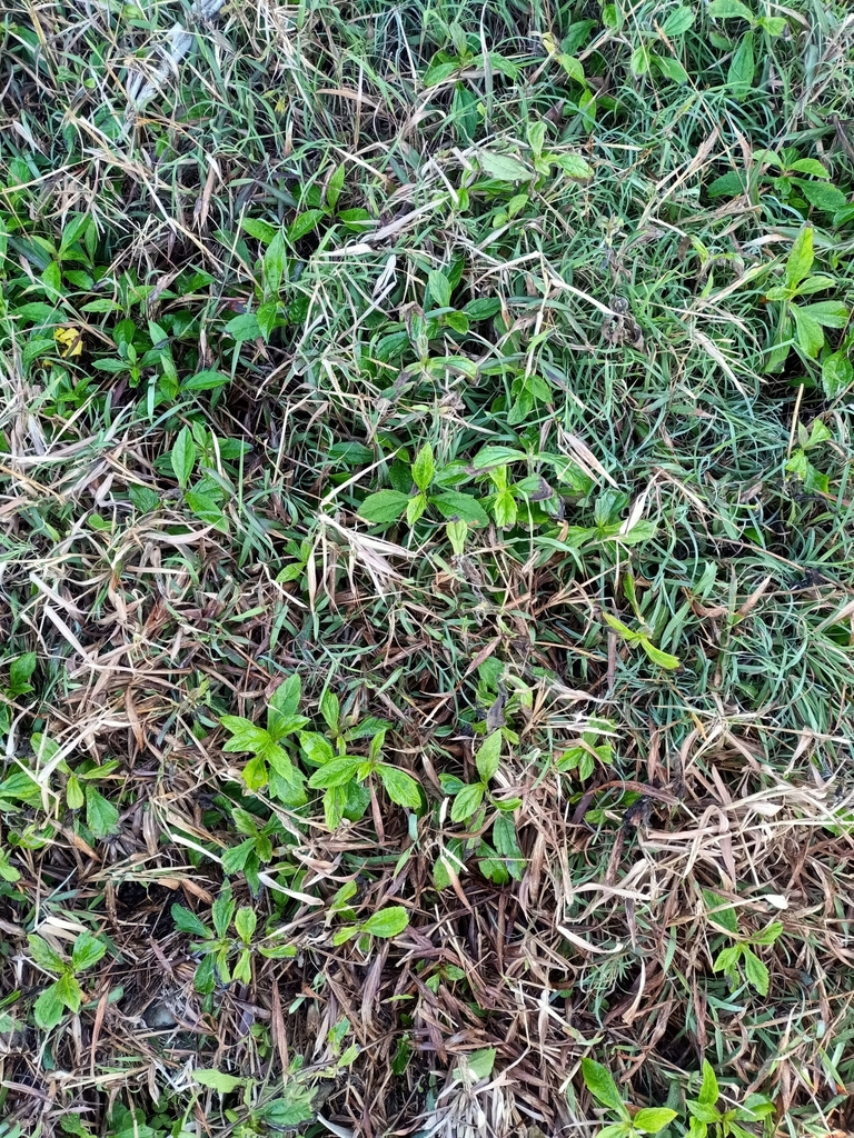 trailing daisy from Kings Beach QLD 4551, Australia on August 14, 2023 ...