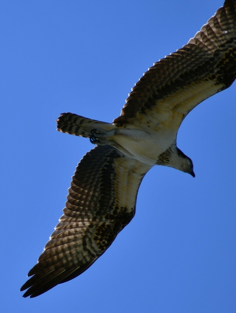 Osprey from Lexington County, SC, USA on August 13, 2023 at 02:20 PM by ...