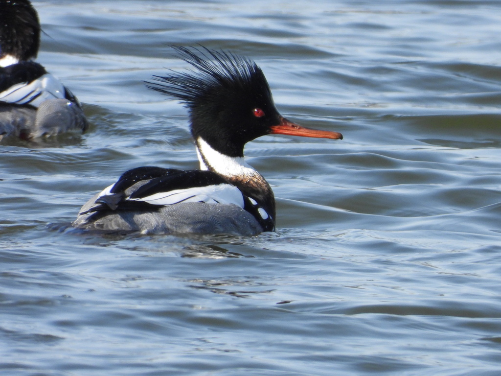 Red-breasted Merganser from Lakeville, MN, USA on April 11, 2023 at 10: ...
