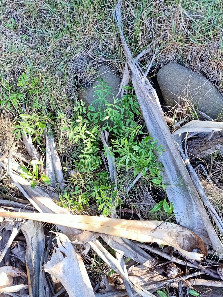 Sea Celery from Kings Beach QLD 4551, Australia on August 14, 2023 at ...