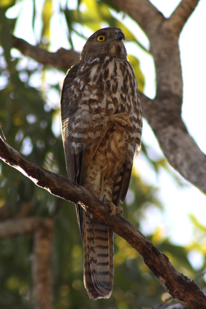Brown Goshawk (Birds of Timor-Leste) · iNaturalist