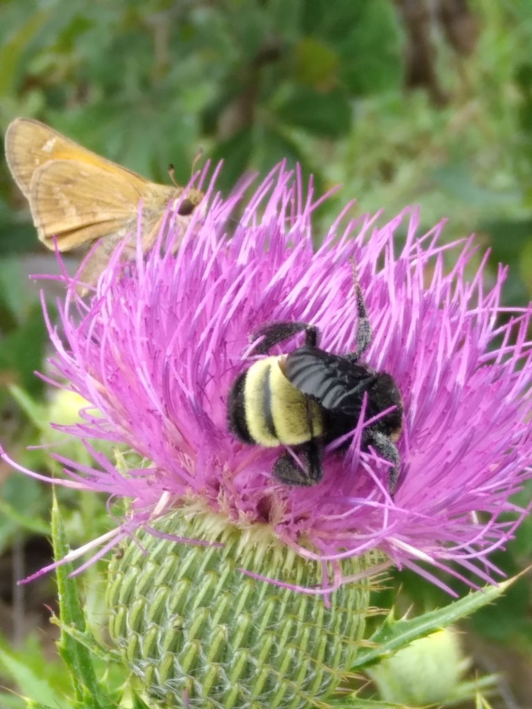American Bumble Bee from Norman, OK 73026, USA on August 13, 2023 at 04 ...