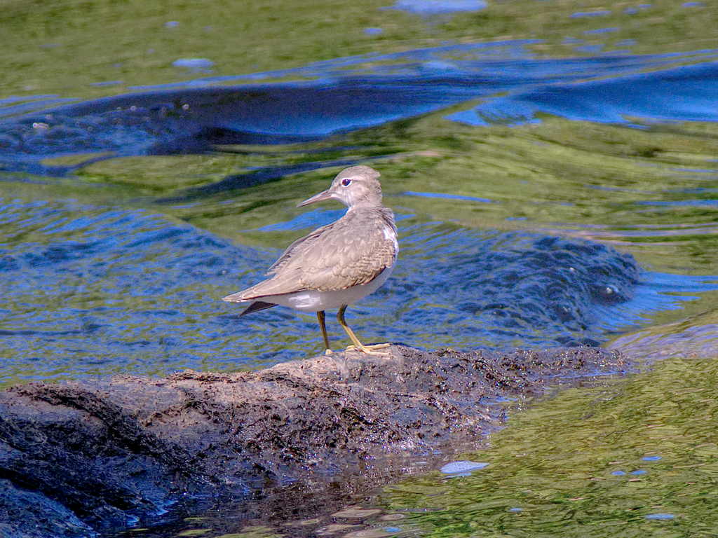 Spotted Sandpiper from Chesterfield County, VA, USA on July 30, 2023 at ...