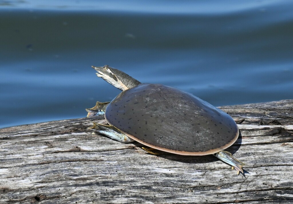 Midland Smooth Softshell Turtle in July 2023 by Chrissy McClarren and ...