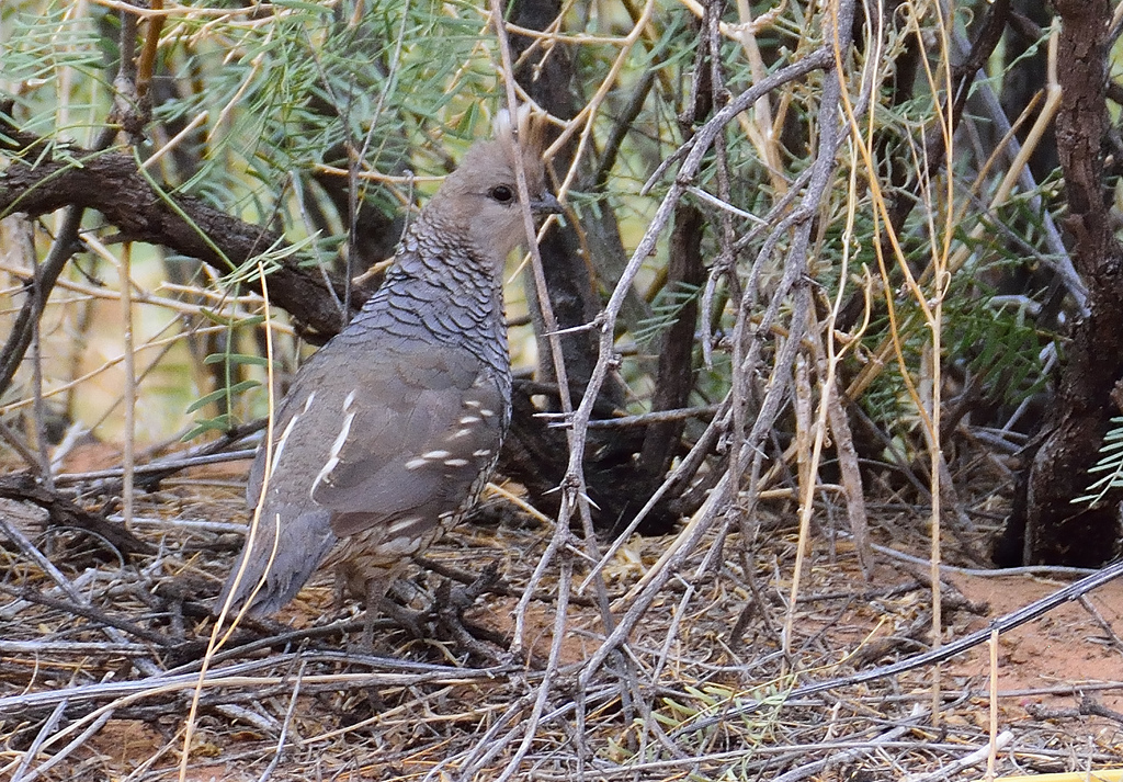 Scaled Quail from El Paso County, TX, USA on August 13, 2023 at 08:37 ...