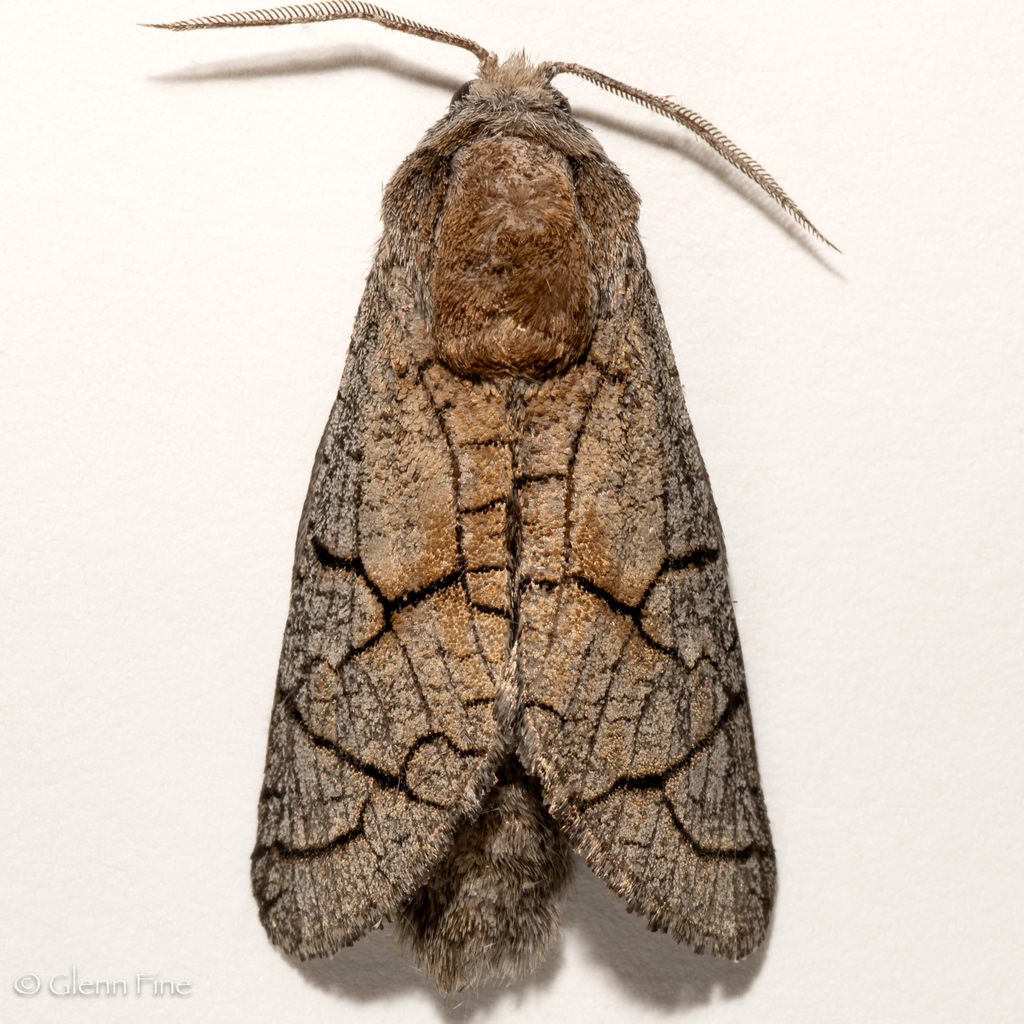 Toronia perplexus from Siskiyou County, CA, USA on August 13, 2023 by ...