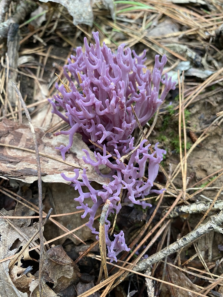 violet coral fungus in August 2023 by Christopher David Benda · iNaturalist