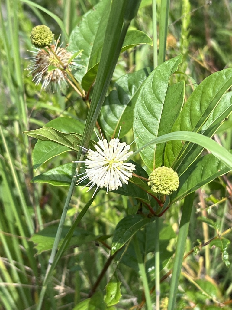 buttonbush from Bear Island, Bethesda, MD, US on August 13, 2023 at 12: ...