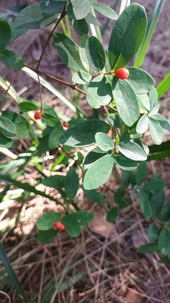 Bootlace Plant from Lake Cathie NSW 2445, Australia on August 14, 2023 ...