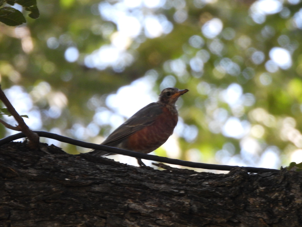 American Robin from Dallas, TX, USA on August 13, 2023 at 10:35 AM by ...
