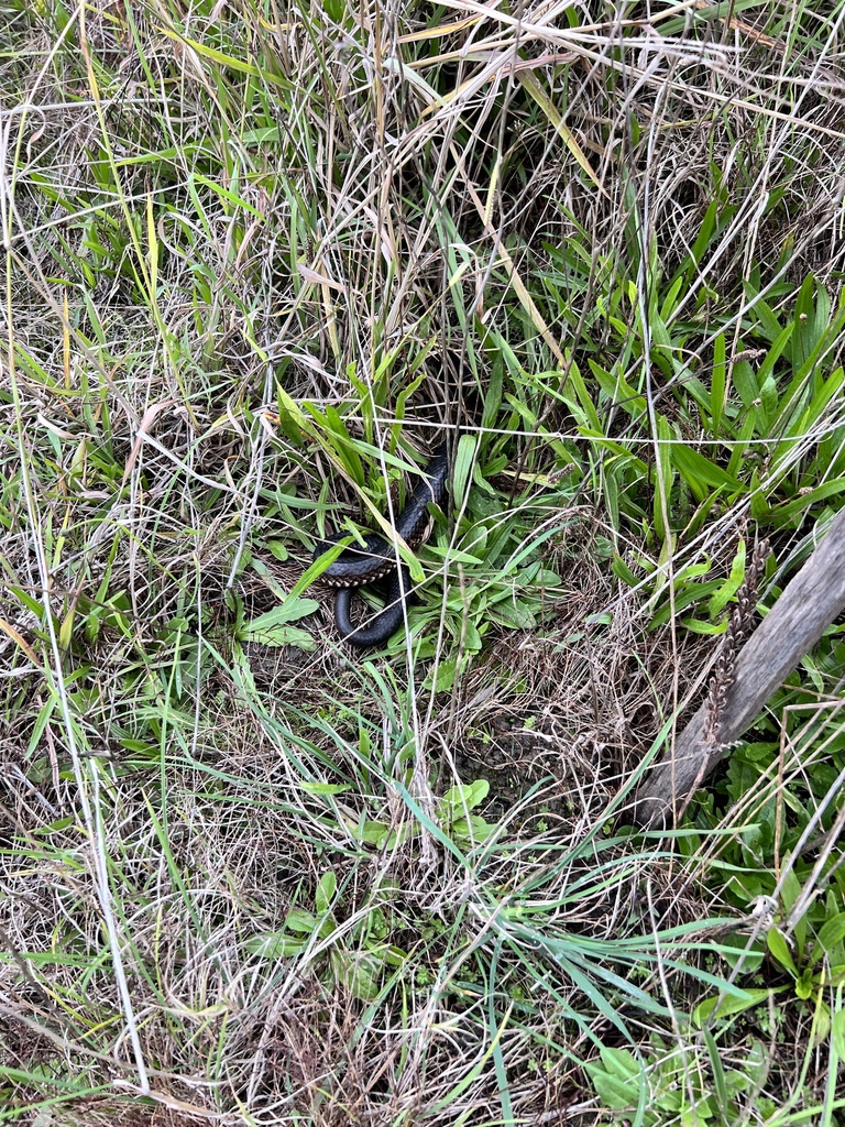 Australian Elapids (inc. Sea Snakes) from Morwell Bridge Rd, Yallourn ...