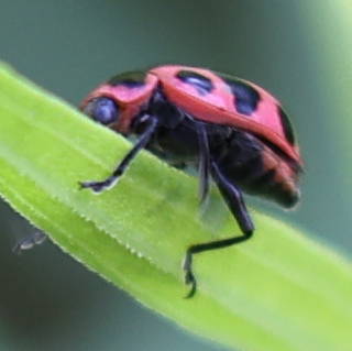 Spotted Pink Lady Beetle from Shepard Settlement, Onondaga County, NY ...