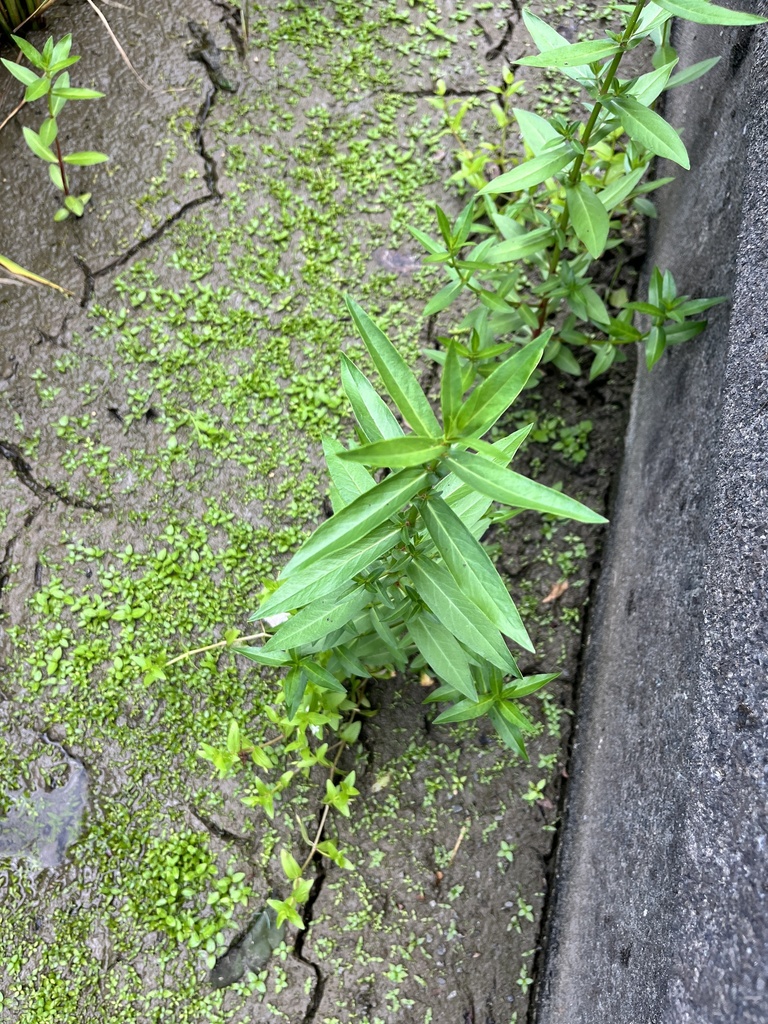 Scarlet Toothcup from 田中町, 八代市, 熊本県, JP on August 13, 2023 at 12:36 PM ...