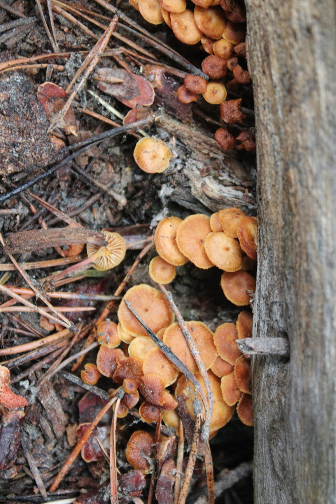 Pinewood Gingertail from lake tenaya yosemite on August 13, 2023 at 09: ...