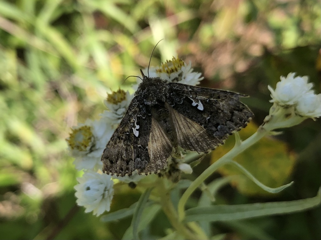 Dusky Silver Y Moth from Warnica Lake Rd W, Thunder Bay, Unorganized ...