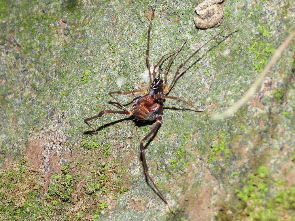 Sadocus asperatus from Concepción, Bío Bío, Chile on August 13, 2023 at ...