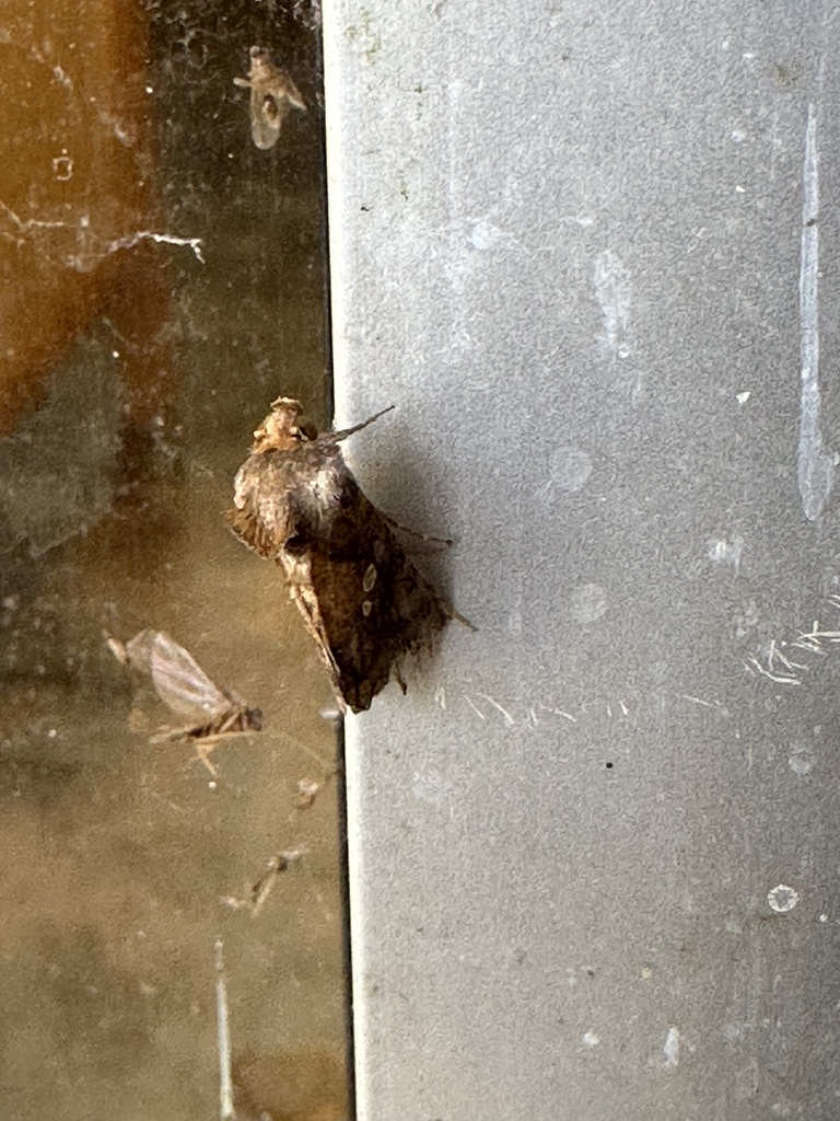 Golden Looper Moth from N Oak Hills Pkwy, Baton Rouge, LA, US on August ...
