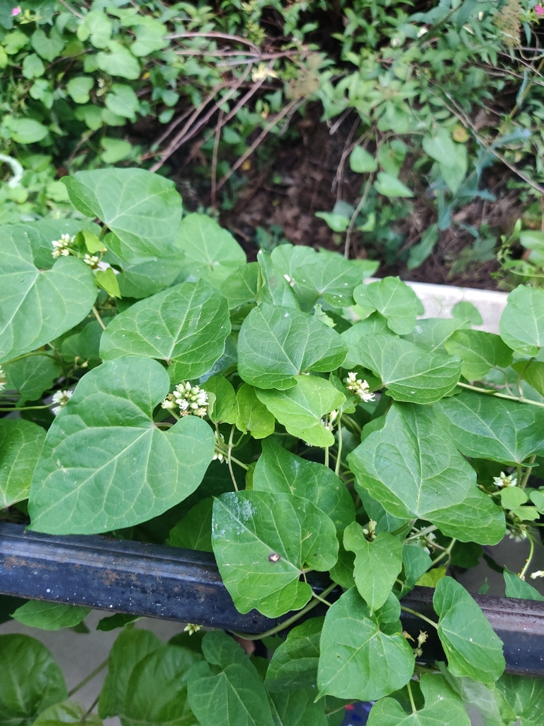 honey-vine climbing milkweed from Lafayette on August 13, 2023 at 08:14 ...