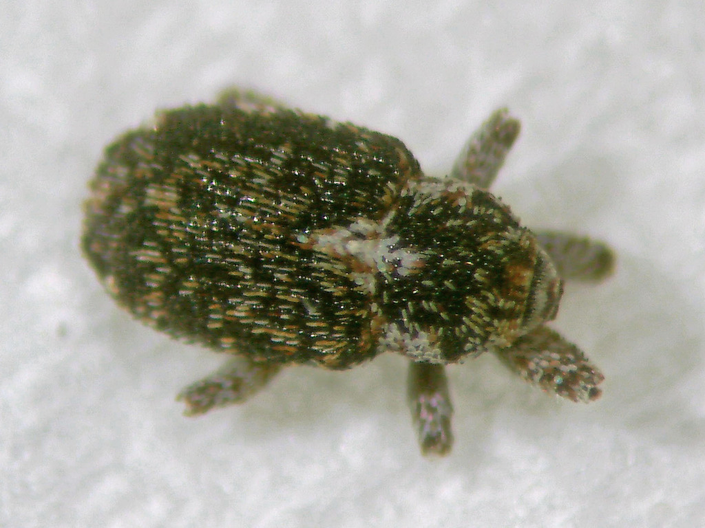 Snout and Bark Beetles from Organ Pipe Cactus National Monument ...