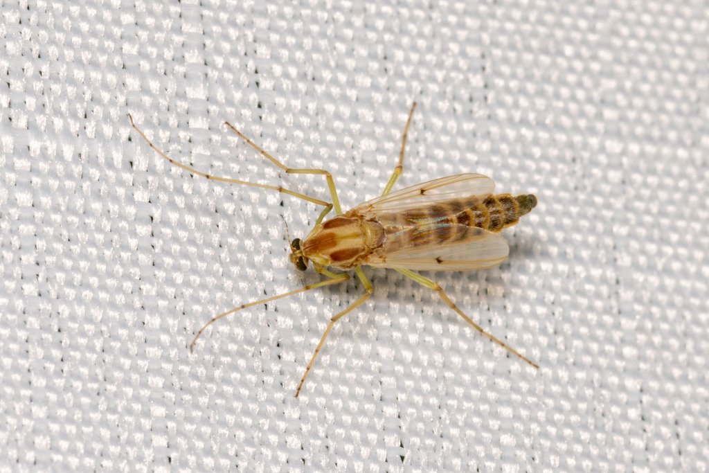 Mosquitoes and Midges from 3330 Atwood Ave, Madison, WI 53704 on August ...