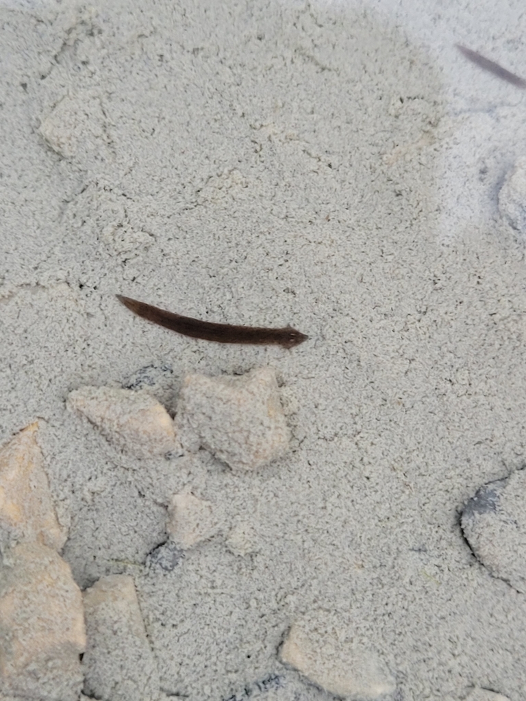 Dugesiidae from Big Bend, WI, USA on August 13, 2023 at 07:01 PM by ...