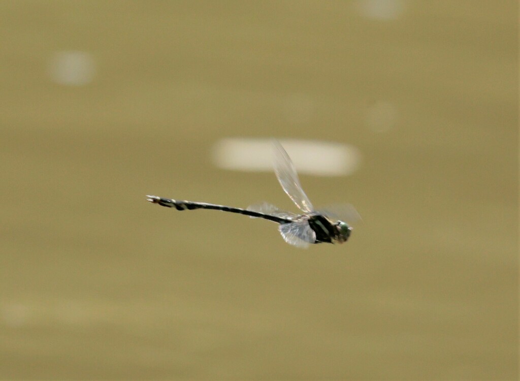 Arrow Clubtail from Huffman MetroPark, Greene County, OH, USA on August ...