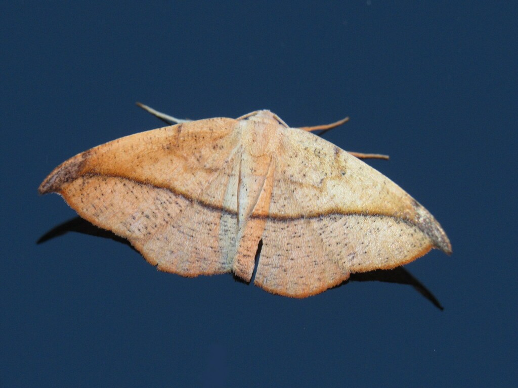 Juniper Geometer Moth from Bellbrook, Greene County, OH, USA on August ...
